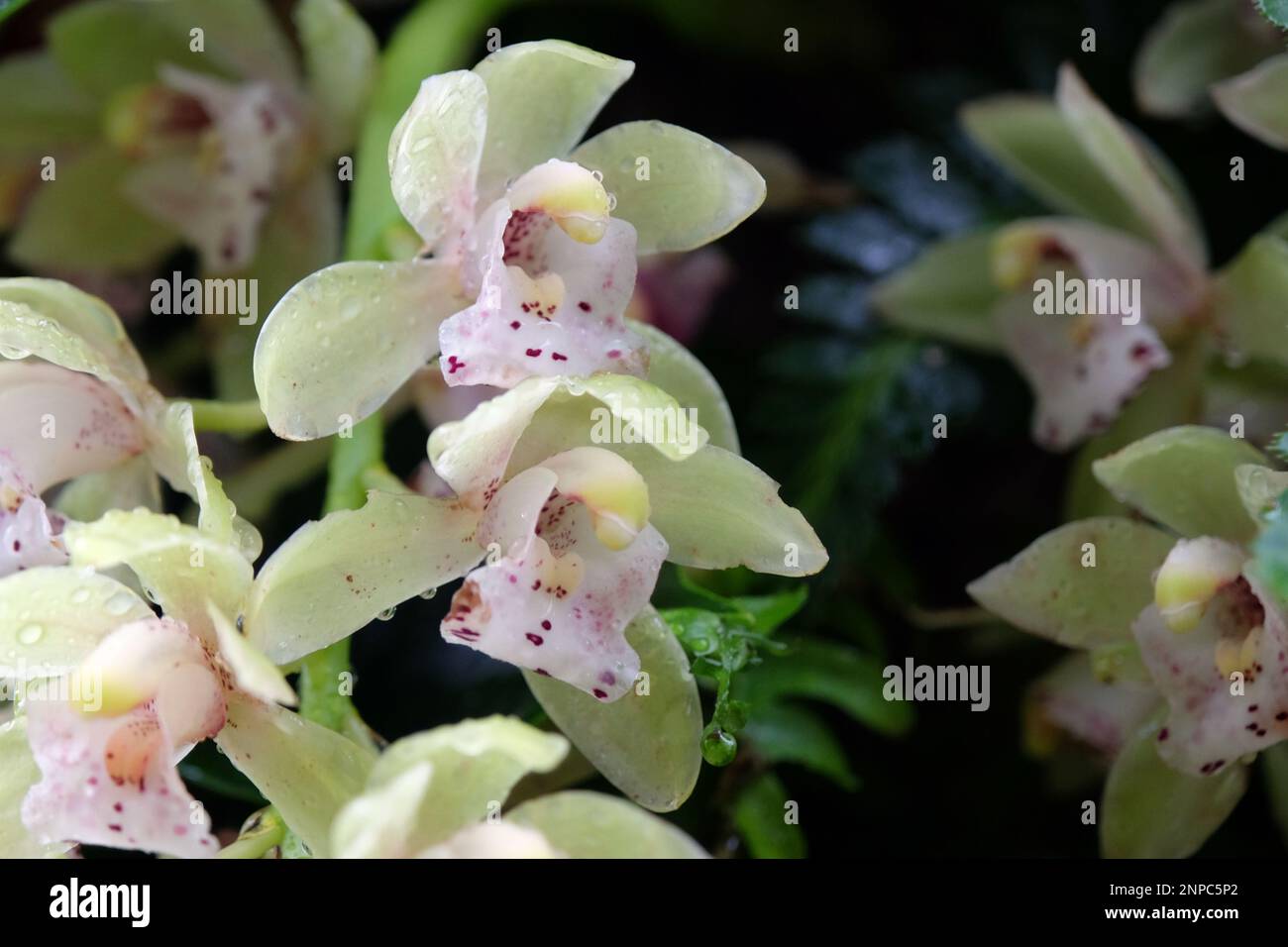 Cream Cymbidium orchids in flower Stock Photo - Alamy