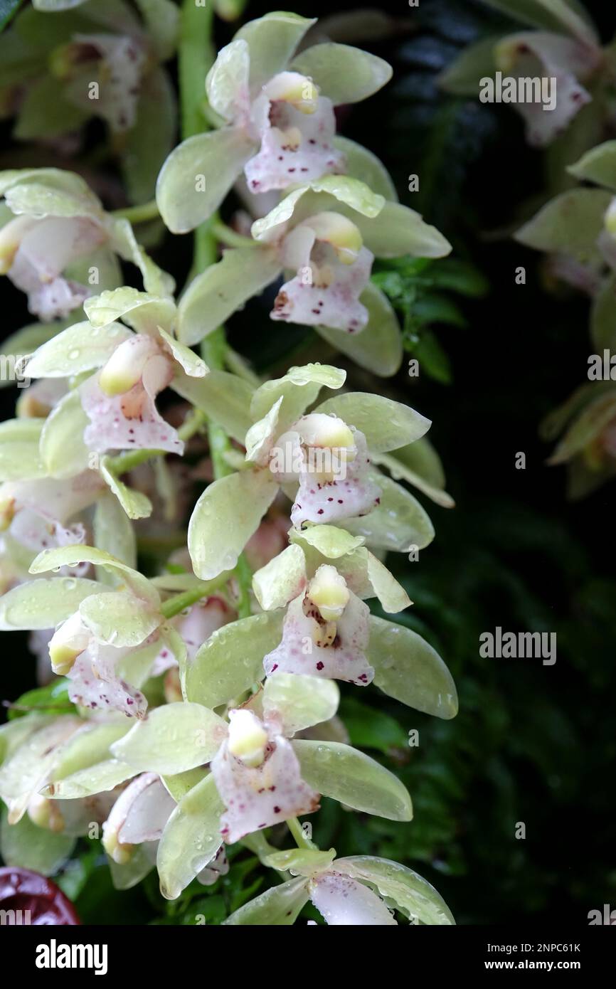 Cream Cymbidium orchids in flower Stock Photo - Alamy