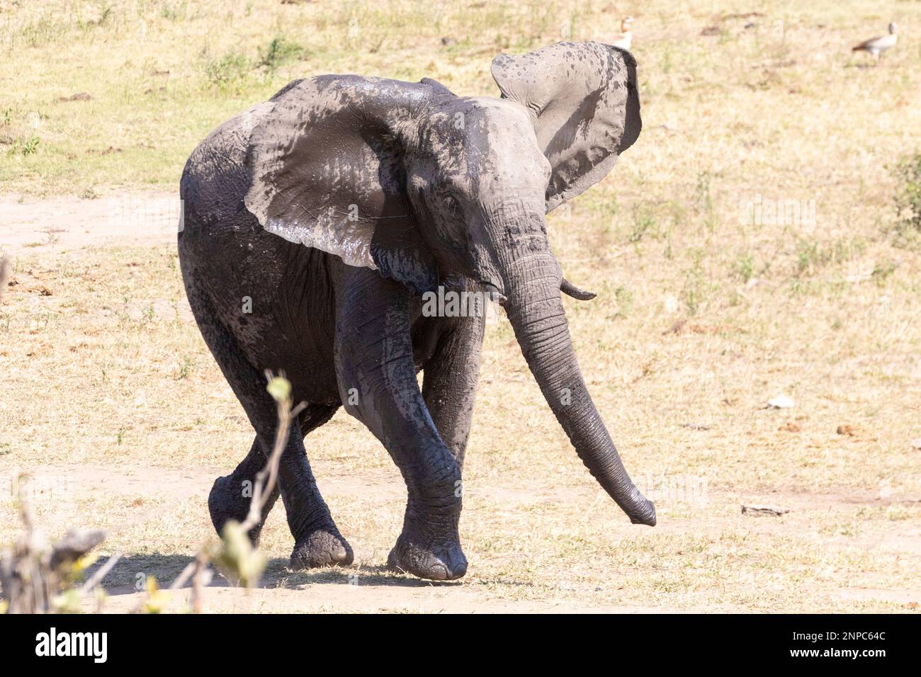 African Bush Elephant (Loxodonta africana) crossing arid grassland ...