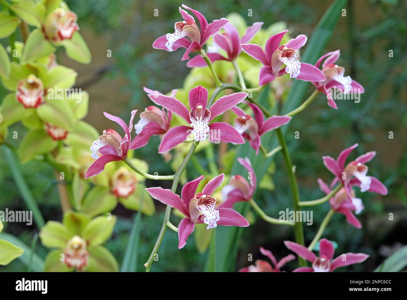 Cymbidium Princess Charlotte orchids in flower Stock Photo - Alamy