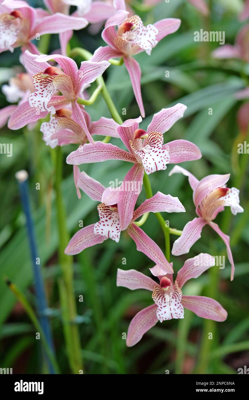 Cymbidium Princess Charlotte orchids in flower Stock Photo - Alamy