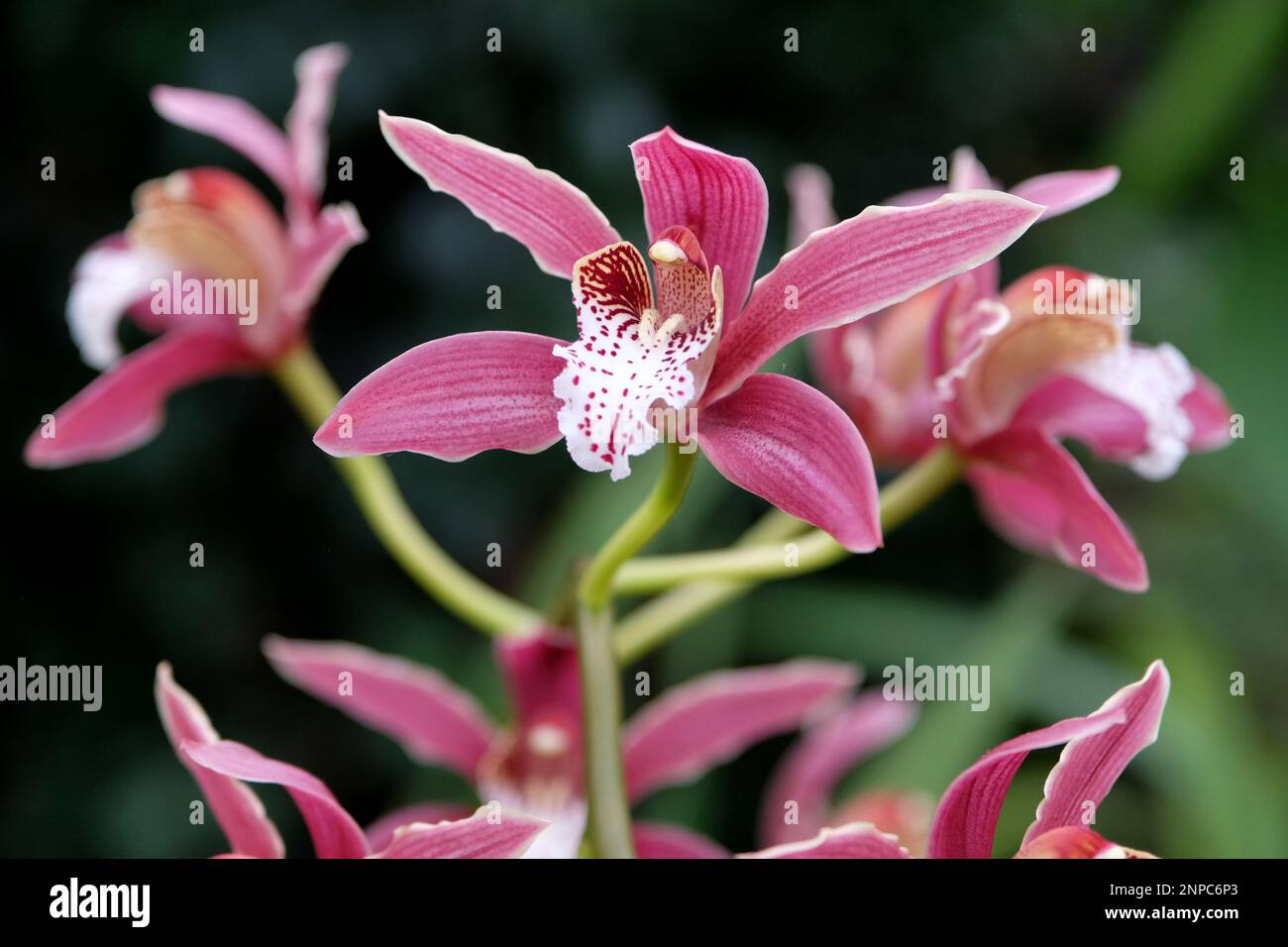 Cymbidium Princess Charlotte orchids in flower Stock Photo - Alamy