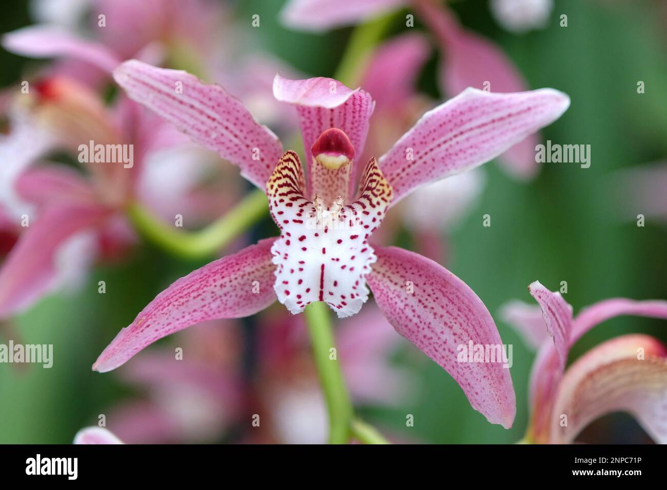Charlotte flowers hi-res stock photography and images - Alamy