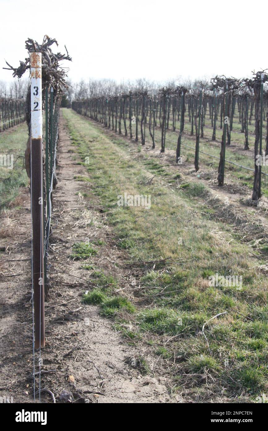 3M Vineyard and Farms in St. James, Missouri, USA wine grape canes ...