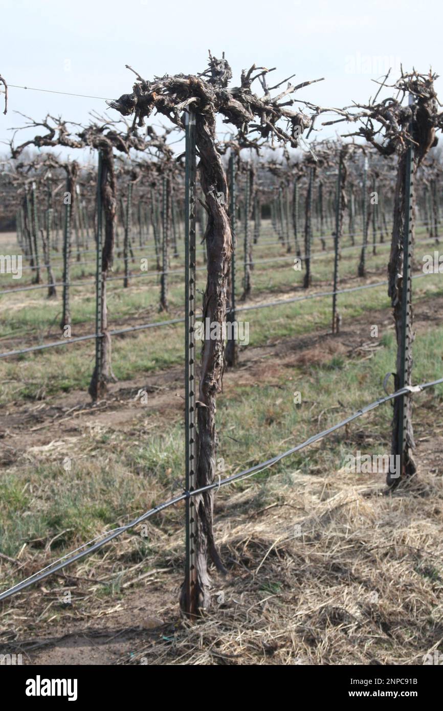 3M Vineyard and Farms in St. James, Missouri, USA wine grape canes ...