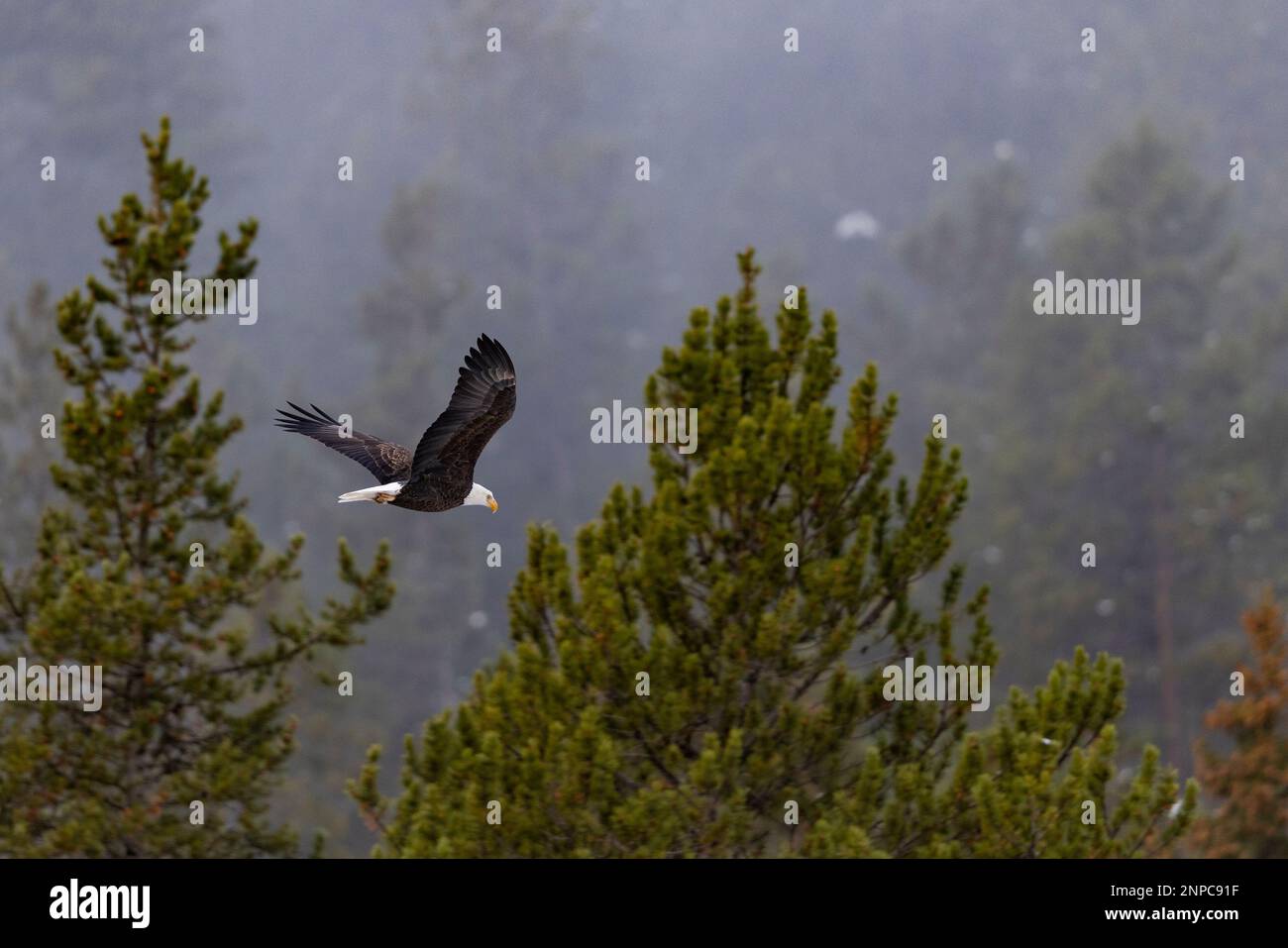 Bald Eagle flying over trees in a light mist Stock Photo - Alamy