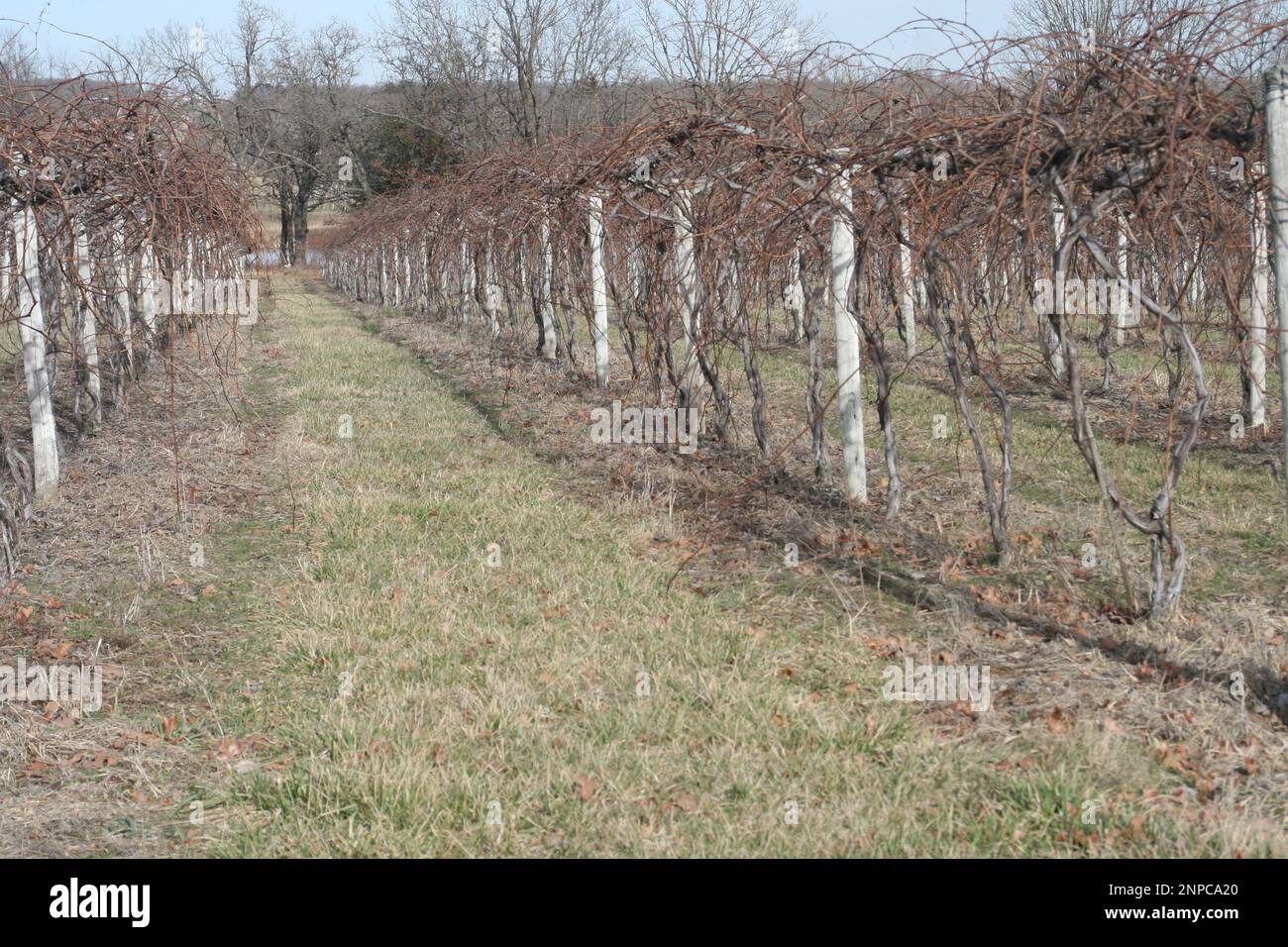 3M Vineyard and Farms in St. James, Missouri, USA wine grape canes ...