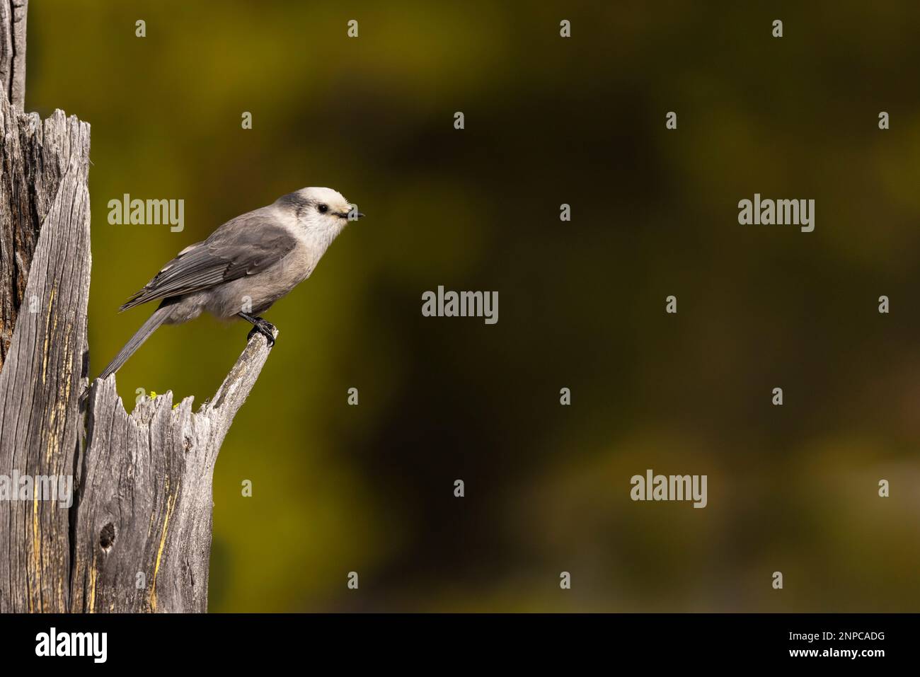 Canada national bird hi-res stock photography and images - Alamy