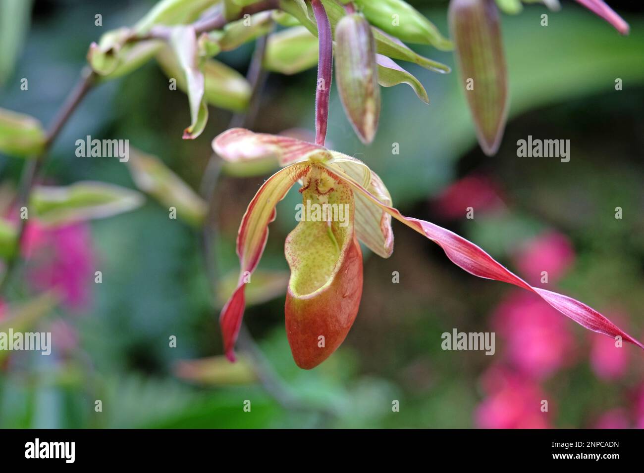 Pink and cream Phragmipedium orchids in flower Stock Photo - Alamy