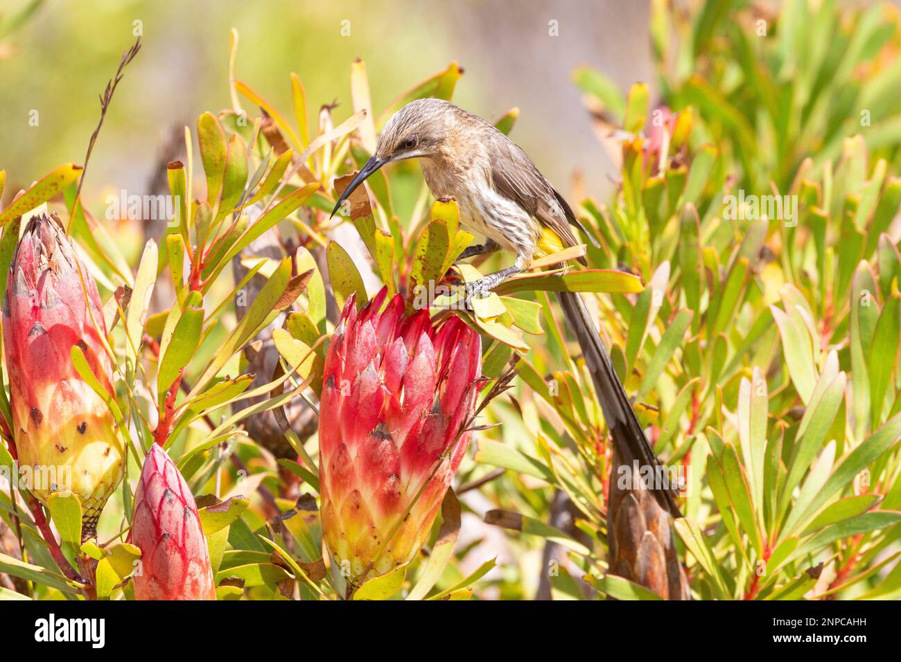 Cape Sugarbird (Promerops cafer) endemic to the Fynbos biome of the ...