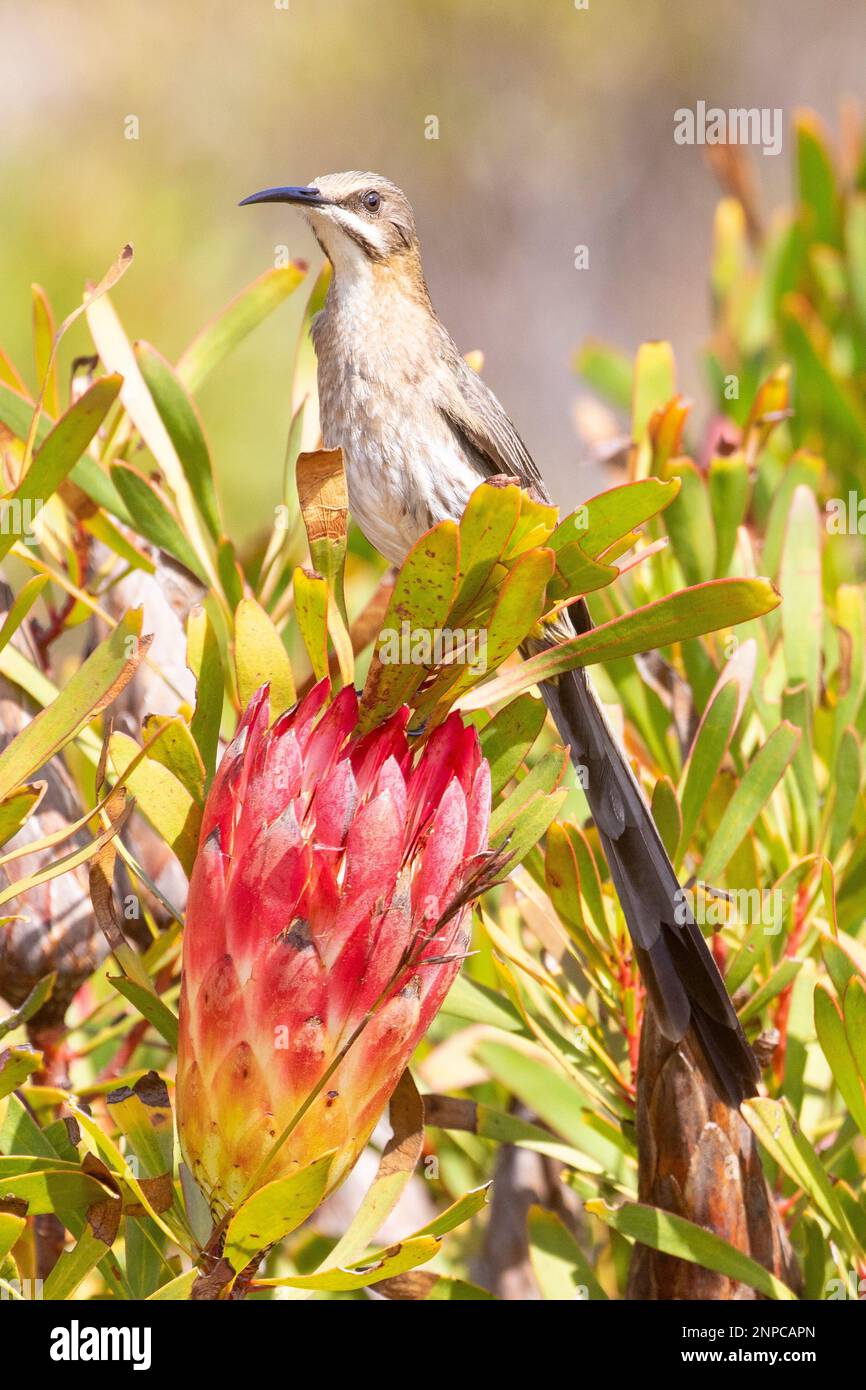 Cape Sugarbird (Promerops cafer) endemic to the Fynbos biome of the ...