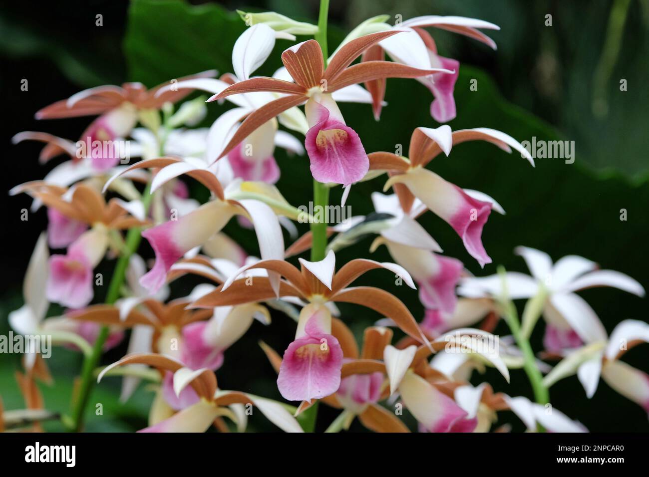 Nuns orchid phaius hi-res stock photography and images - Alamy