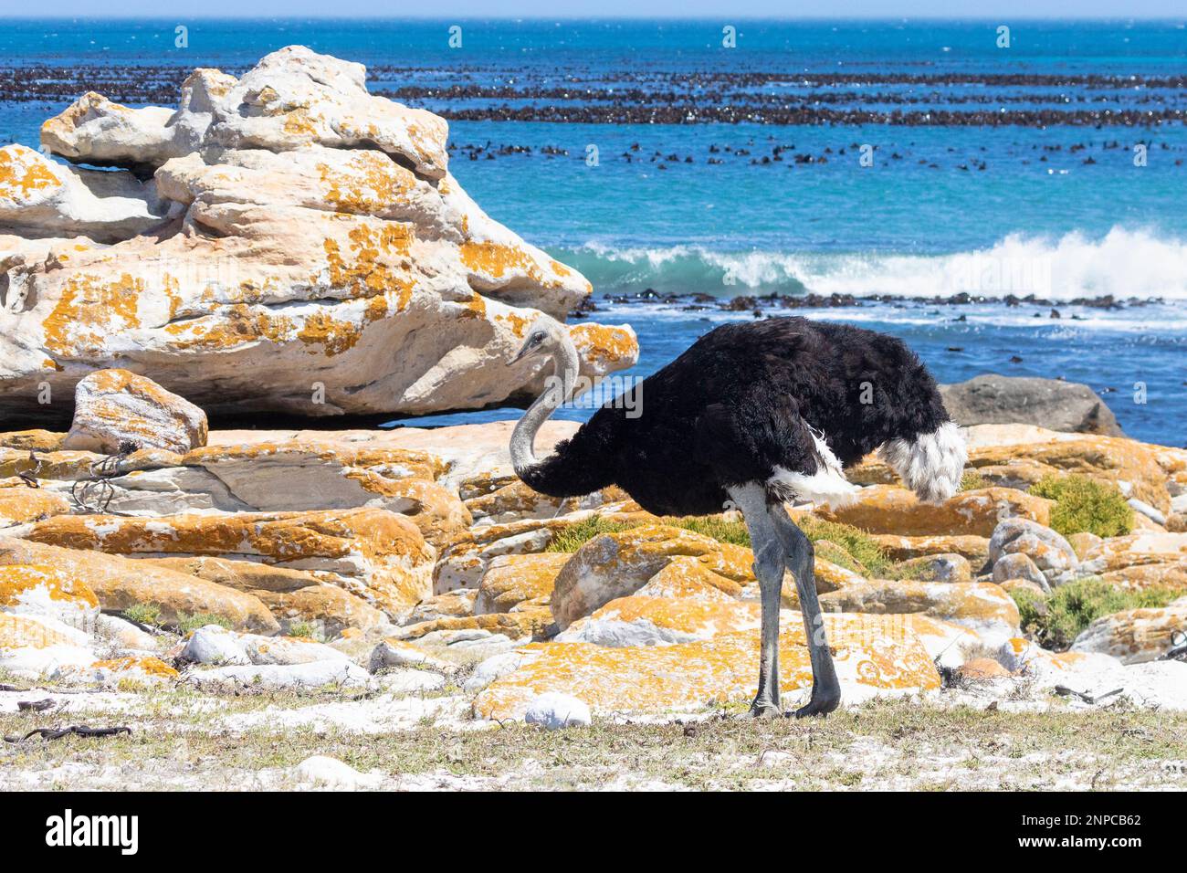 Ostrich sea hi-res stock photography and images - Alamy