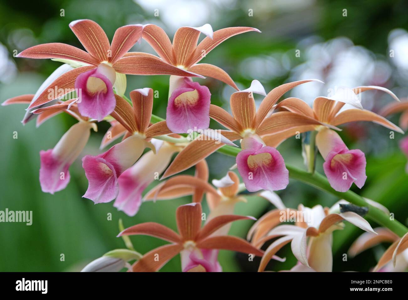 Phaius orchid hi-res stock photography and images - Alamy