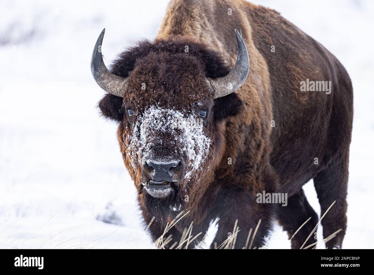 Grasslands national park winter hi-res stock photography and images - Alamy