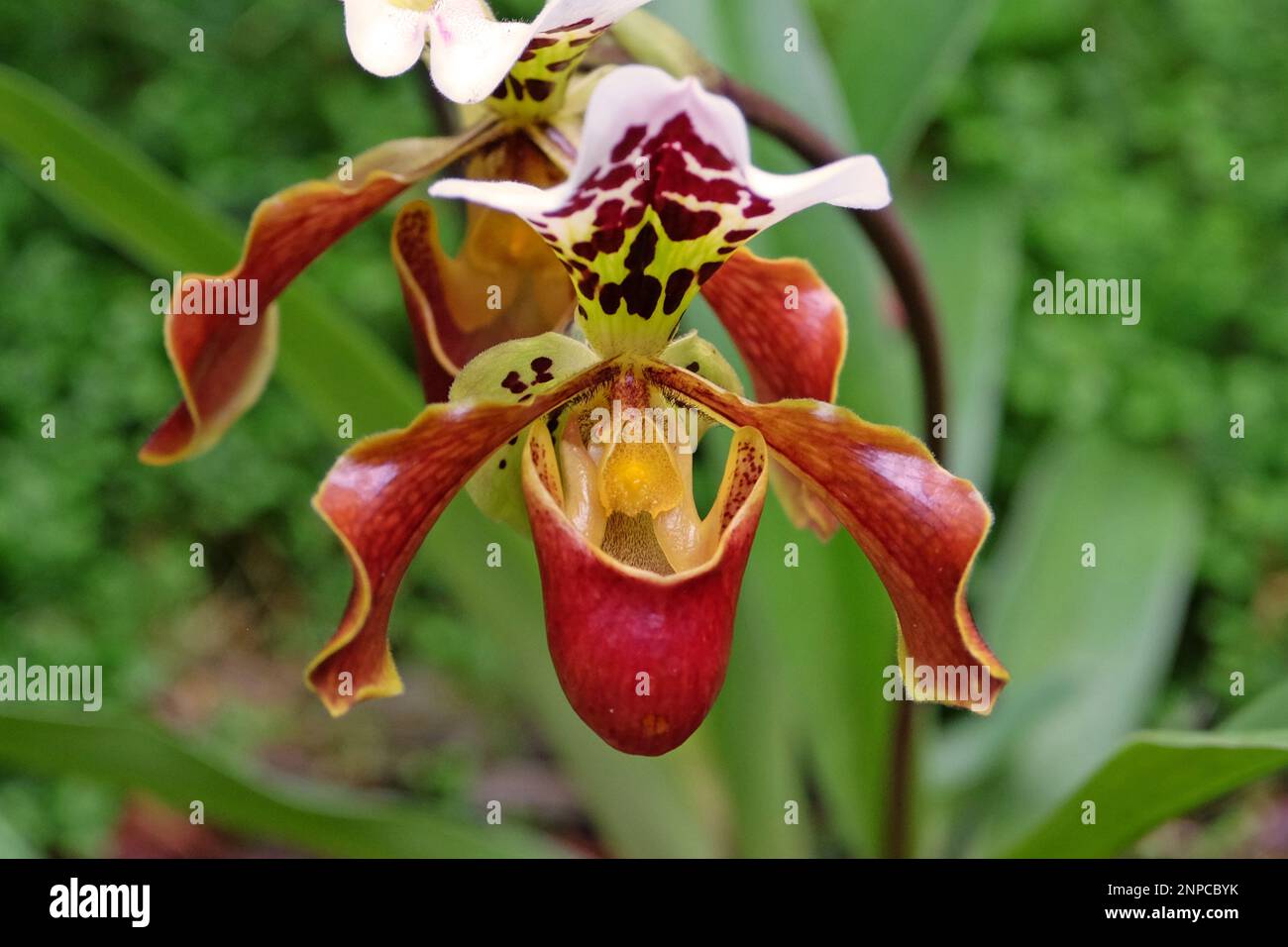 Red mottled Phragmipedium orchids in flower Stock Photo - Alamy