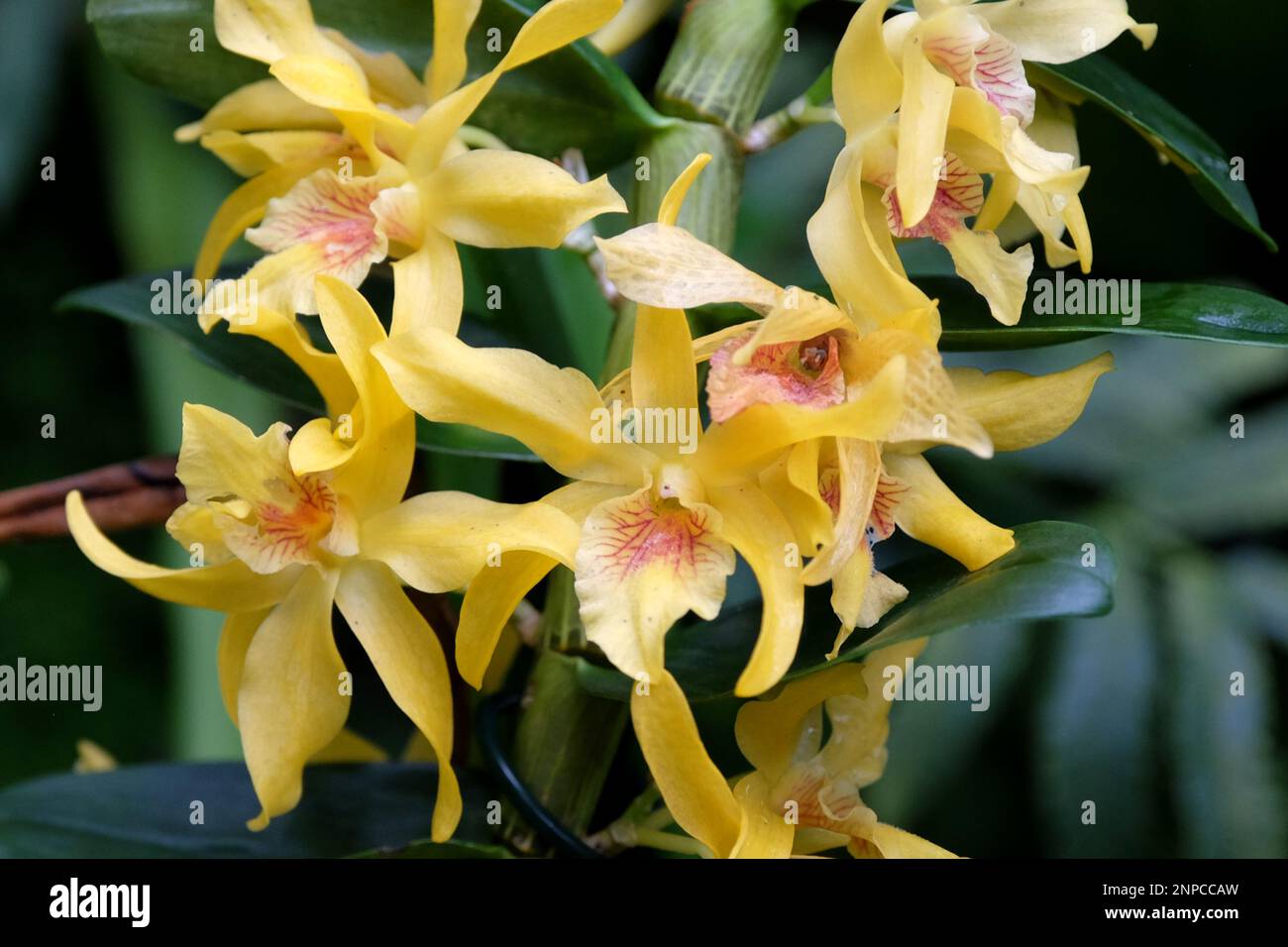 Dendrobium orchids, Stardust, in flower Stock Photo - Alamy