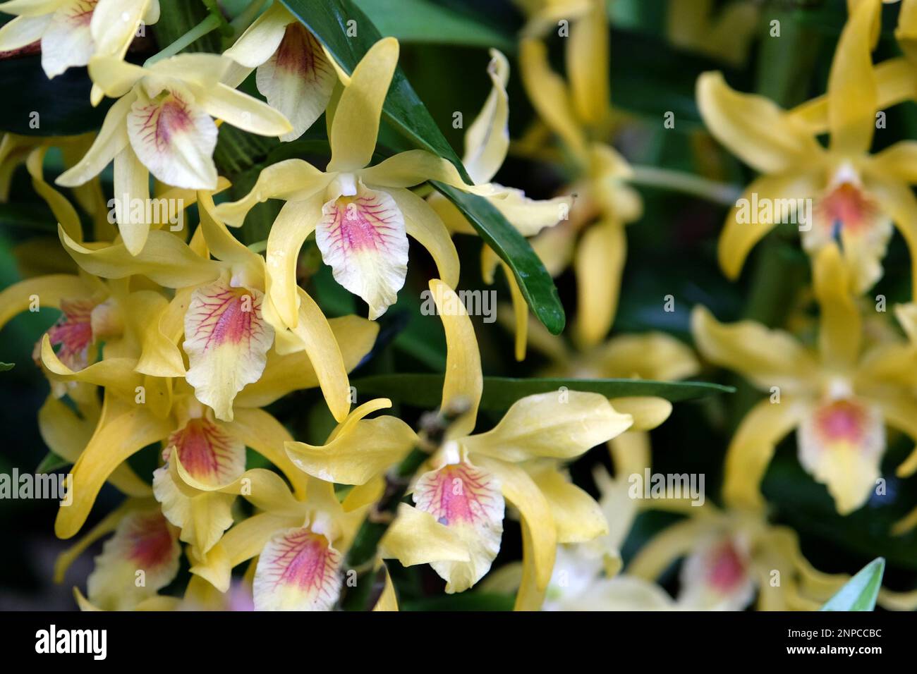 Dendrobium orchids, Stardust, in flower Stock Photo - Alamy