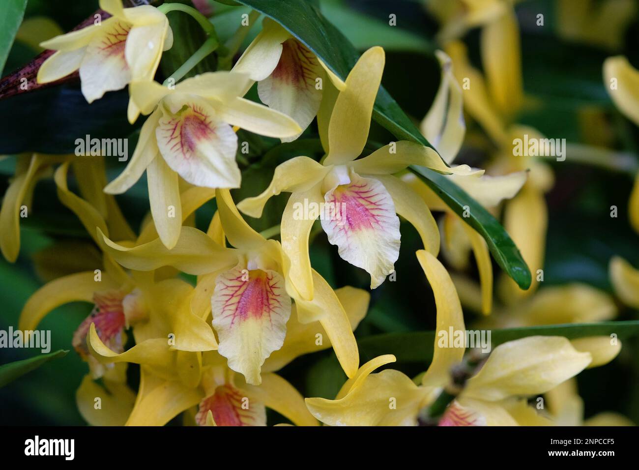 Dendrobium orchids, Stardust, in flower Stock Photo - Alamy