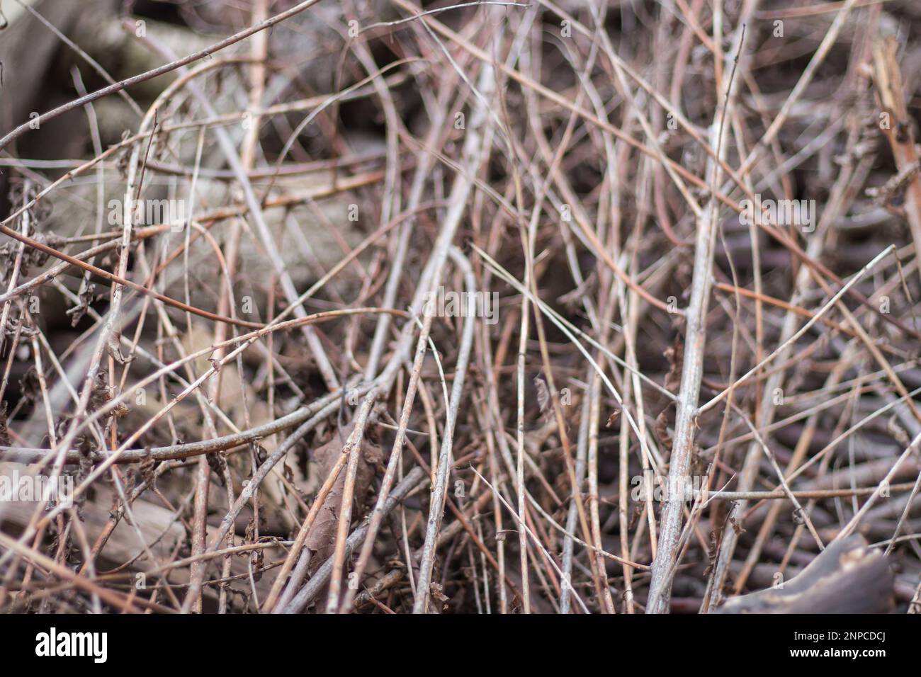 Firewood close up. Tree branches. Wooden sticks background. Bonfire ...