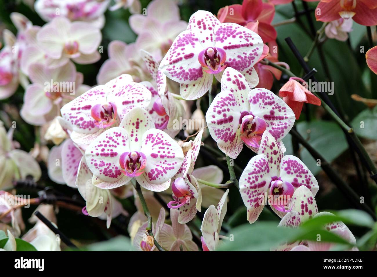 Cream and purple spotted phalaenopsis moth orchids in flower Stock ...