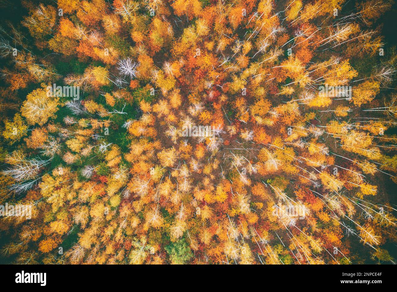 Autumn forest from above Stock Photo - Alamy
