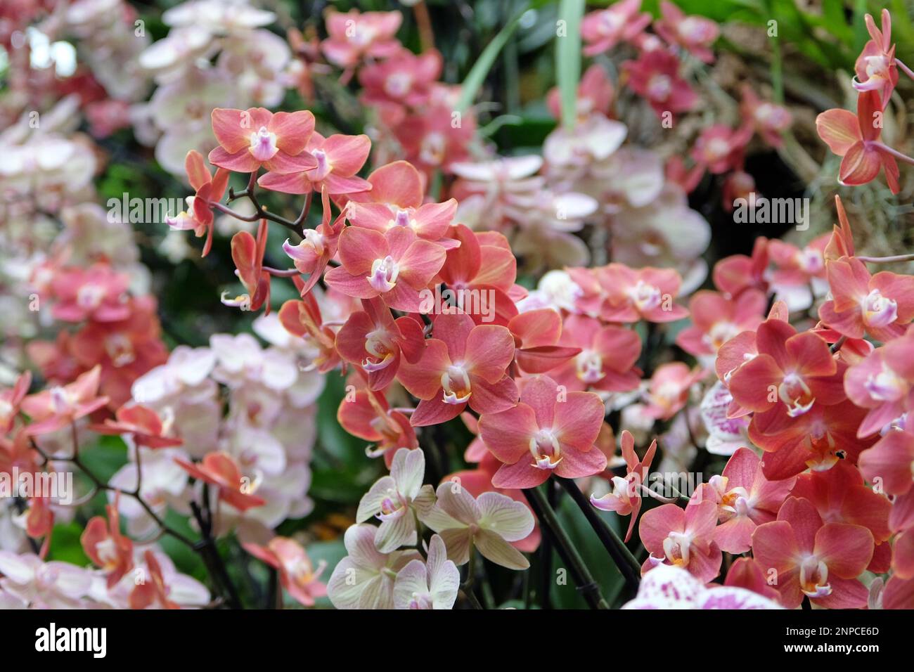 Dusky pink phalaenopsis moth orchids in flower Stock Photo - Alamy