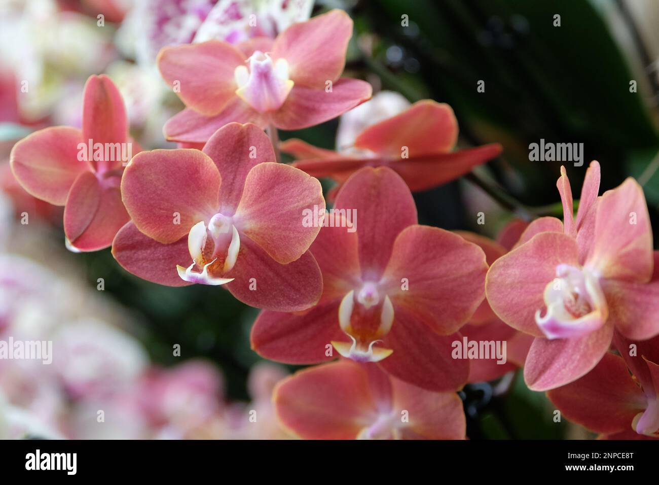 Dusky pink phalaenopsis moth orchids in flower Stock Photo - Alamy