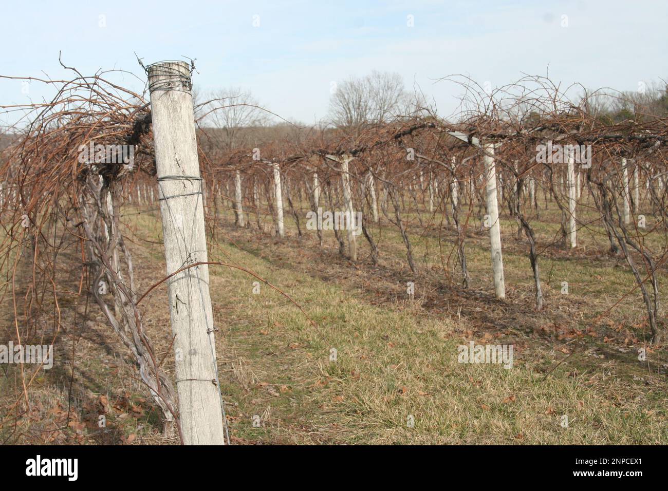 3M Vineyard and Farms in St. James, Missouri, USA wine grape canes ...
