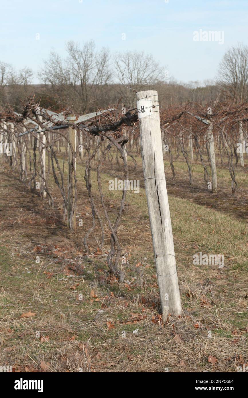 3M Vineyard and Farms in St. James, Missouri, USA wine grape canes ...