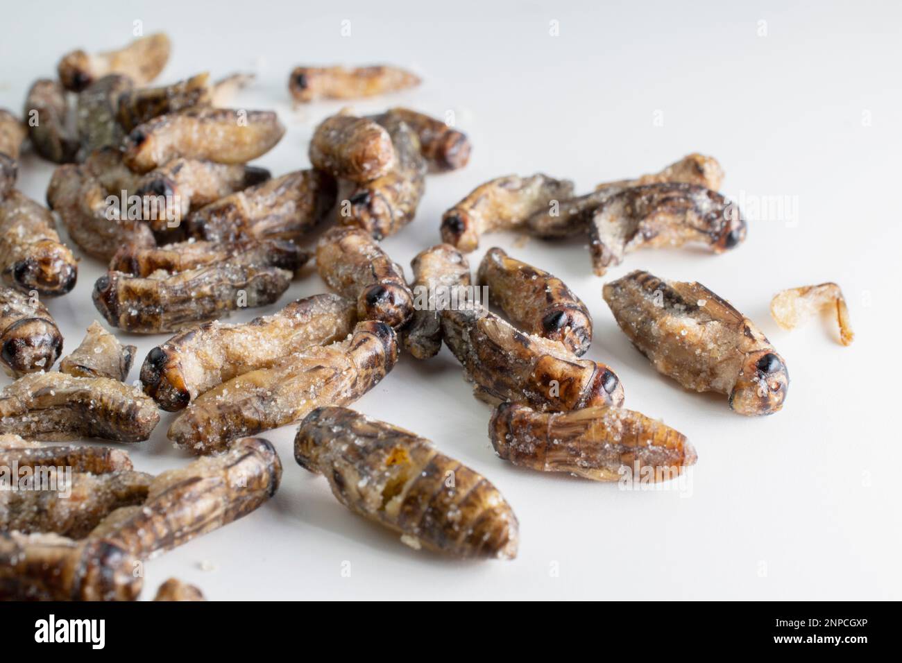 High protein snack - roasted crickets with salt Stock Photo - Alamy