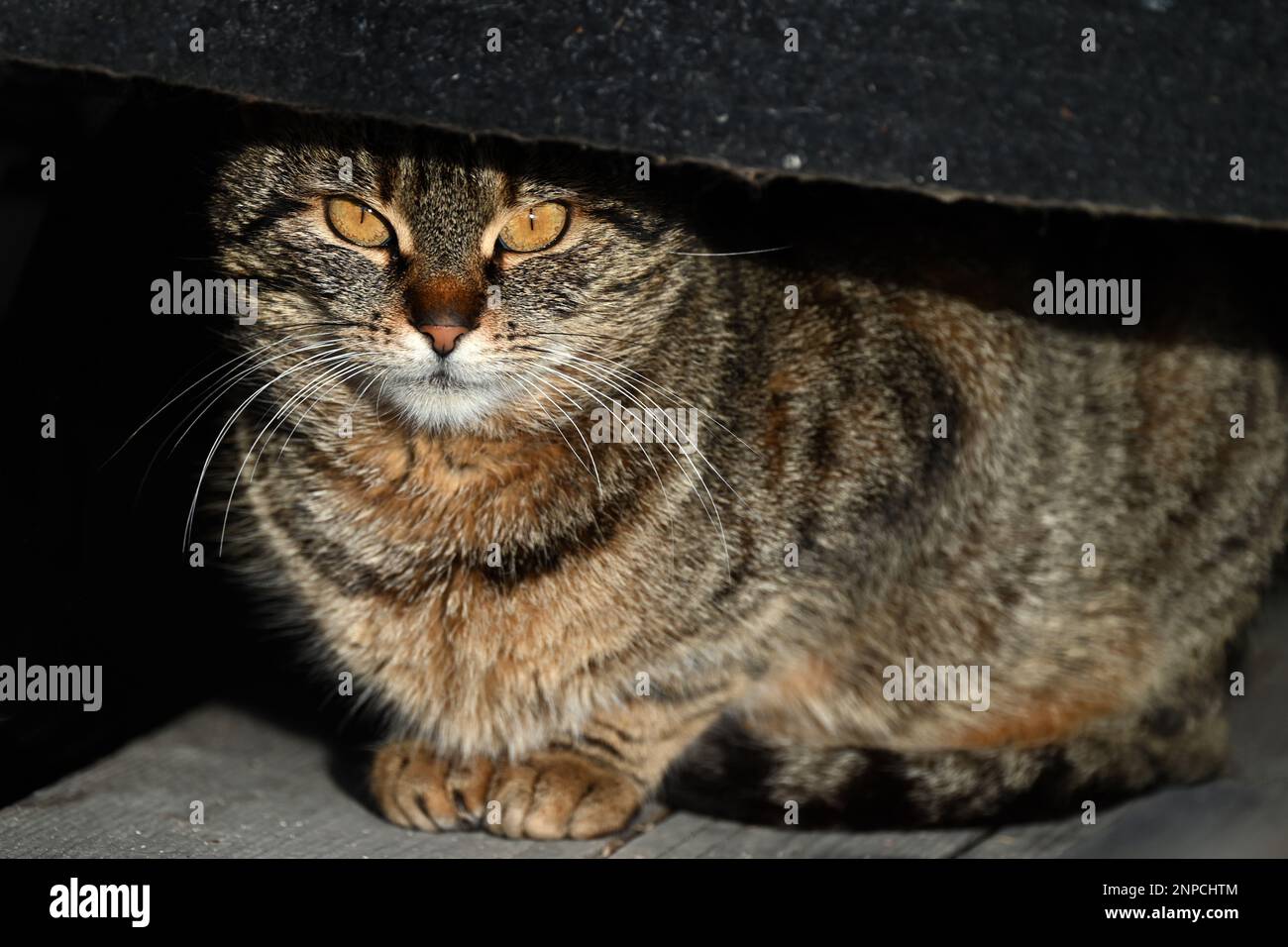 Close up cat calm expression hi-res stock photography and images - Alamy