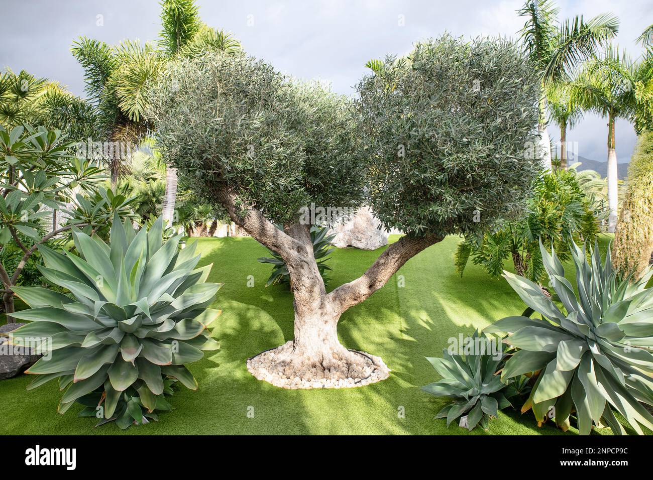 Old olive tree in a big garden surrounded by tropical flora, very neat ...