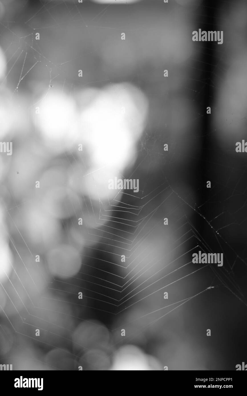 A faint spider web waiting for a victim in a black and white monochrome ...