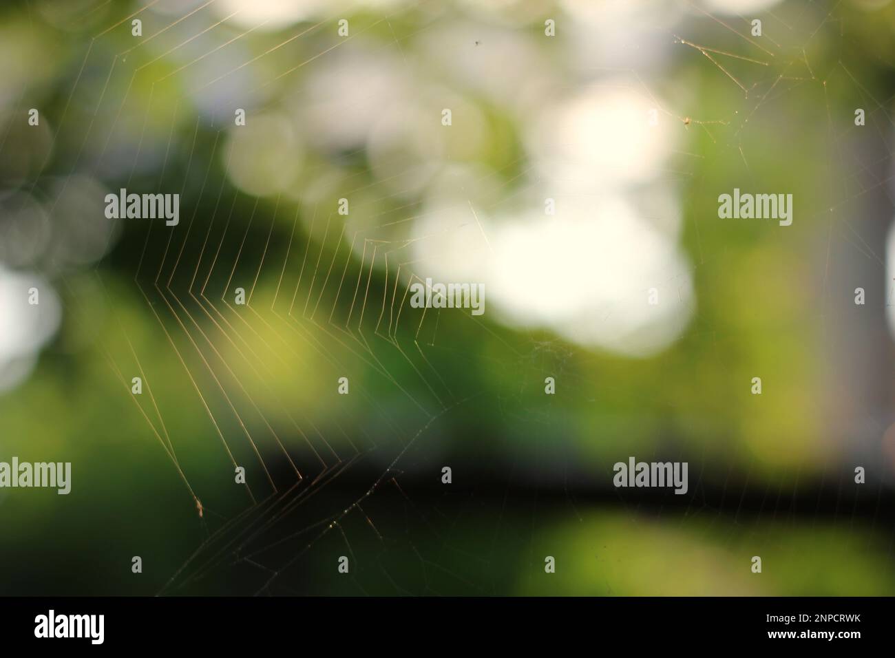 A faint spider web waiting for a victim Stock Photo - Alamy