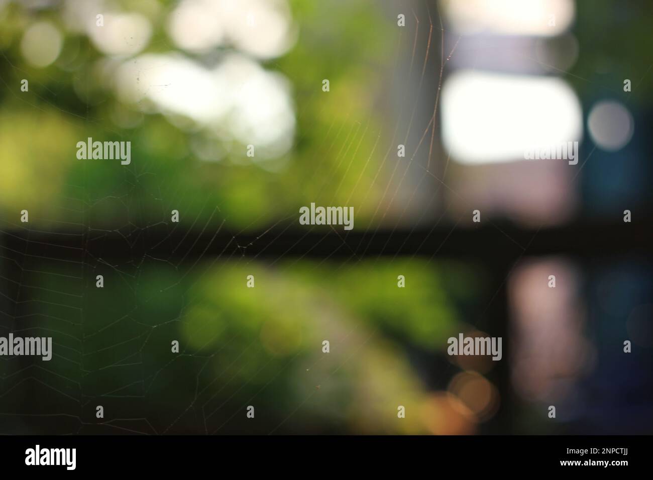 Faint spider web hi-res stock photography and images - Alamy