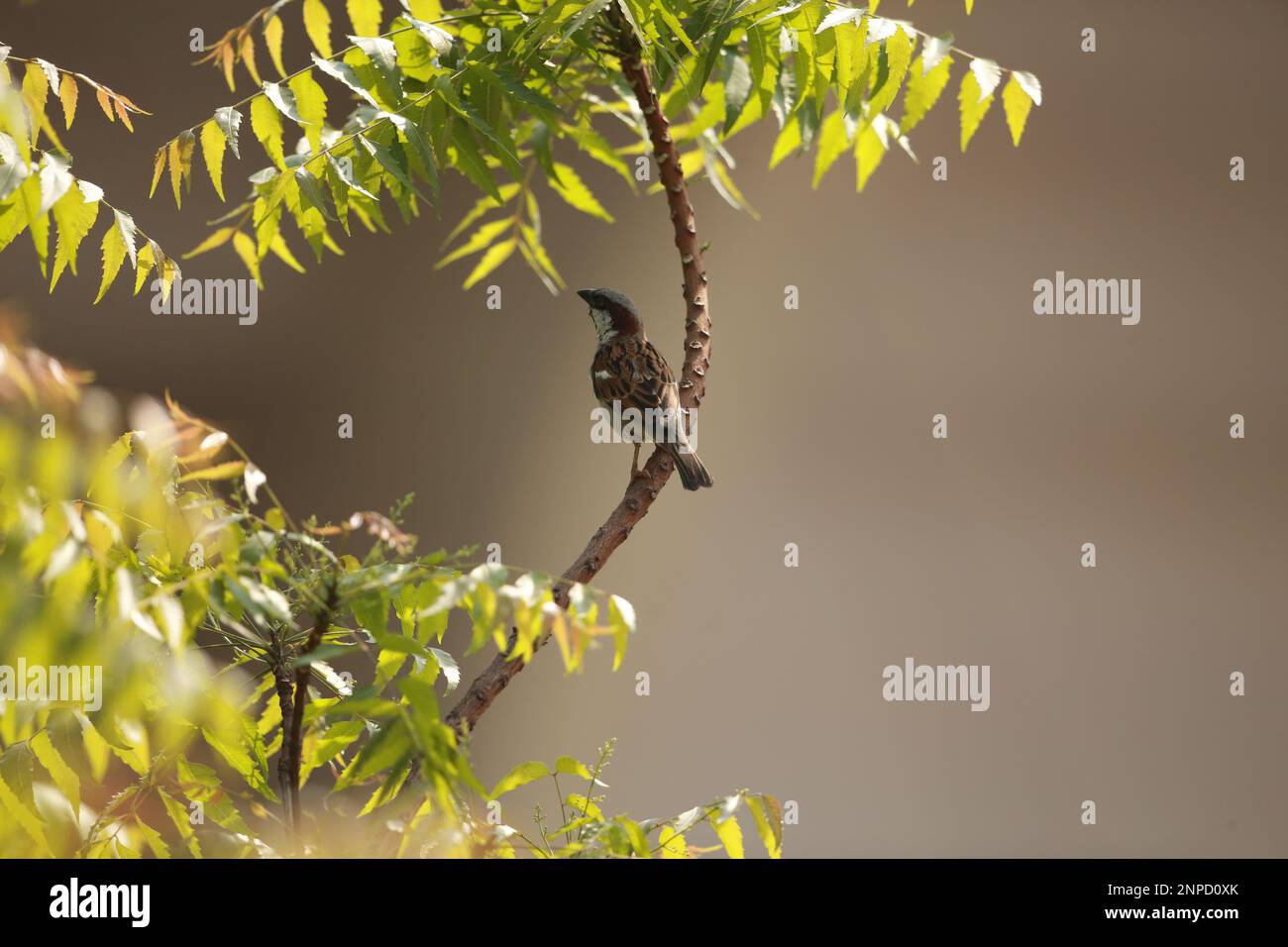 House Sparrows are closely associated with people and their buildings ...