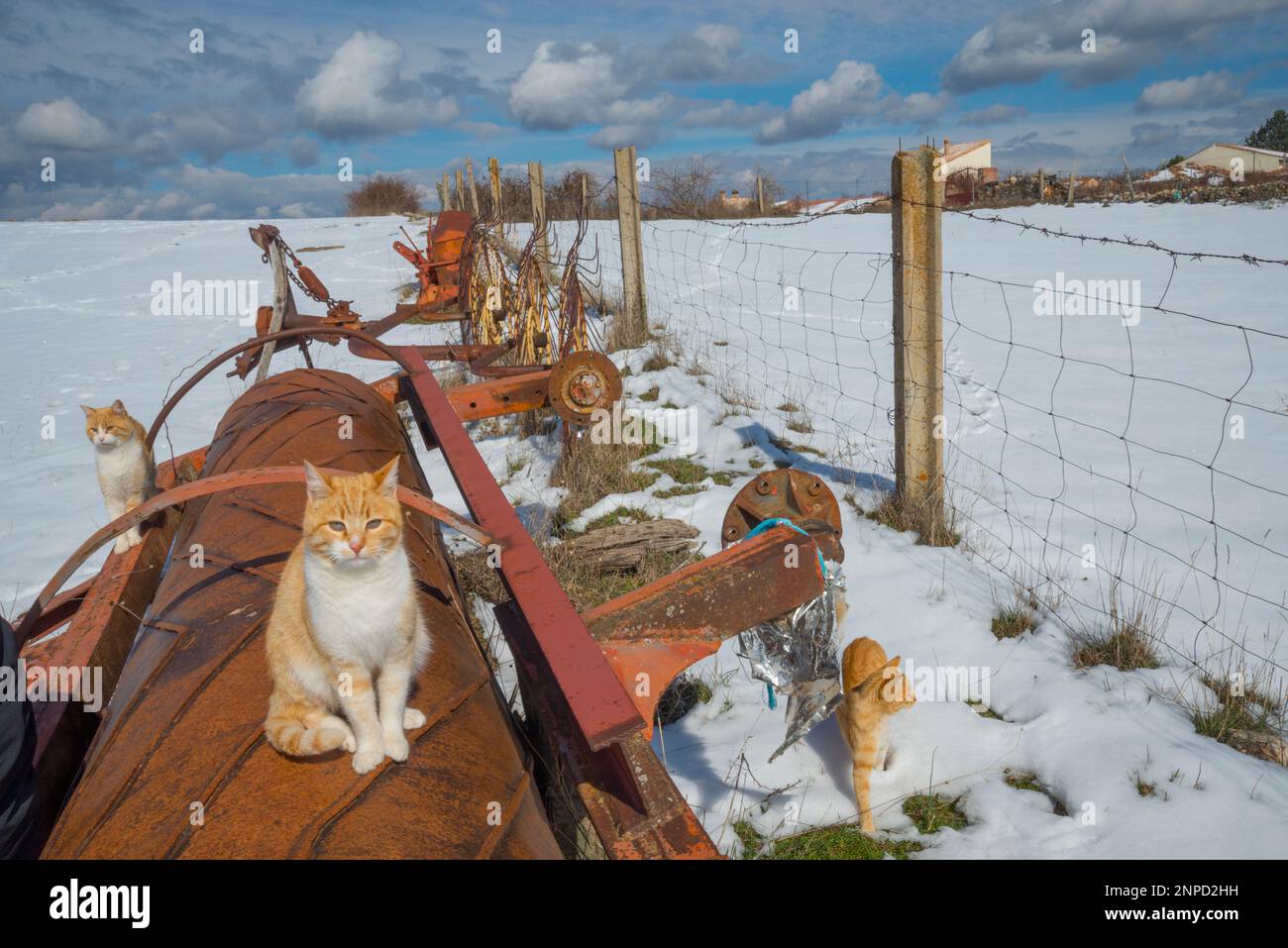 Gatos de nieve hi-res stock photography and images - Alamy