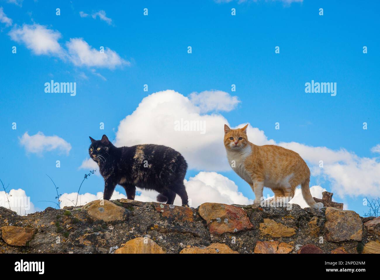 Two stray cats Stock Photo - Alamy