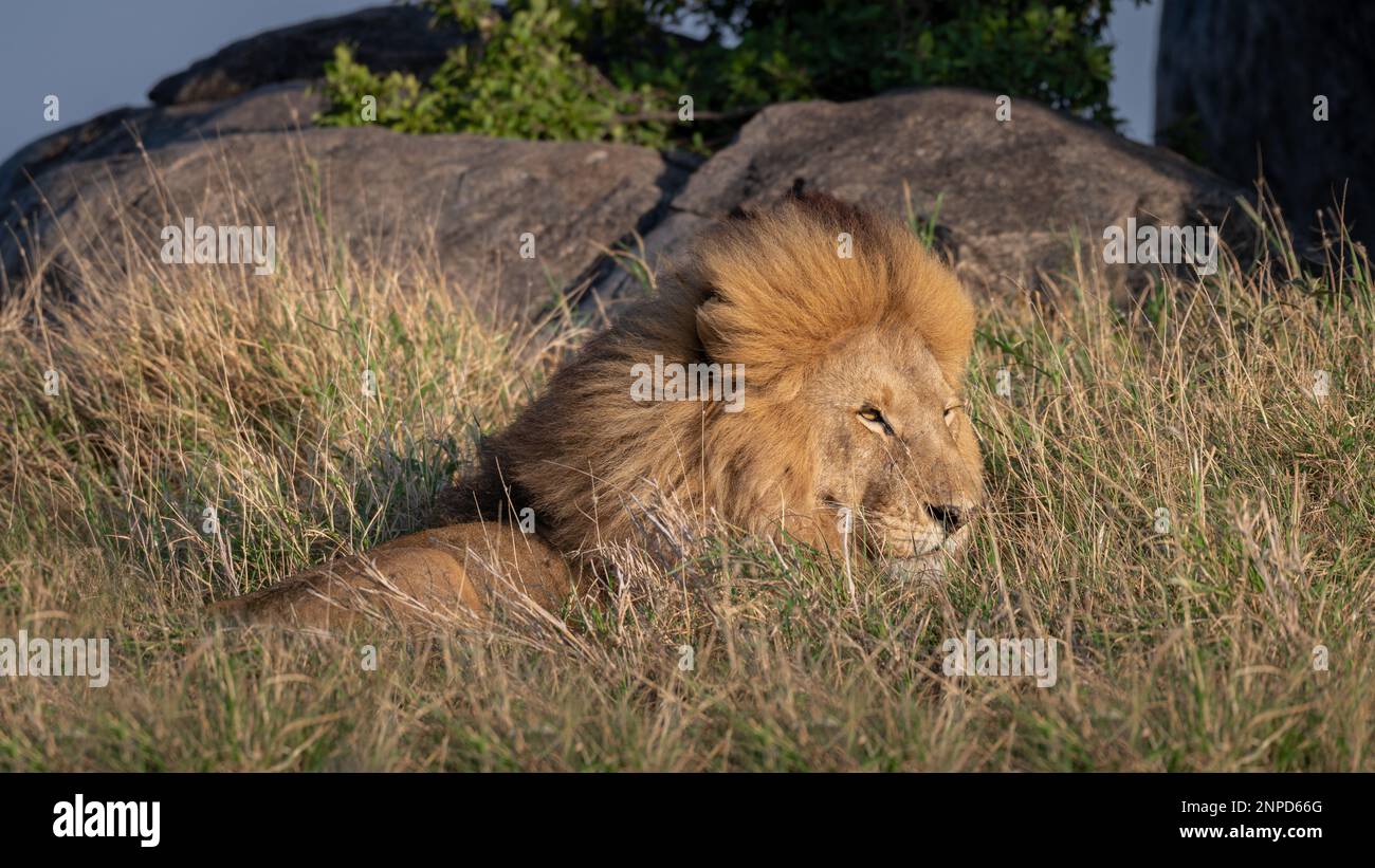African lion lying on rock hi-res stock photography and images - Alamy