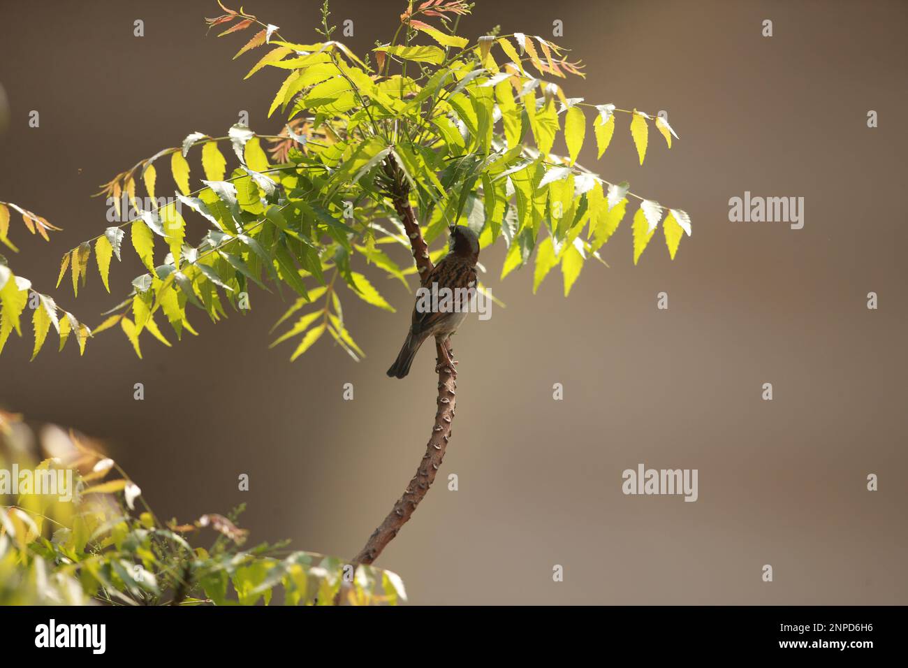 House Sparrows are closely associated with people and their buildings ...