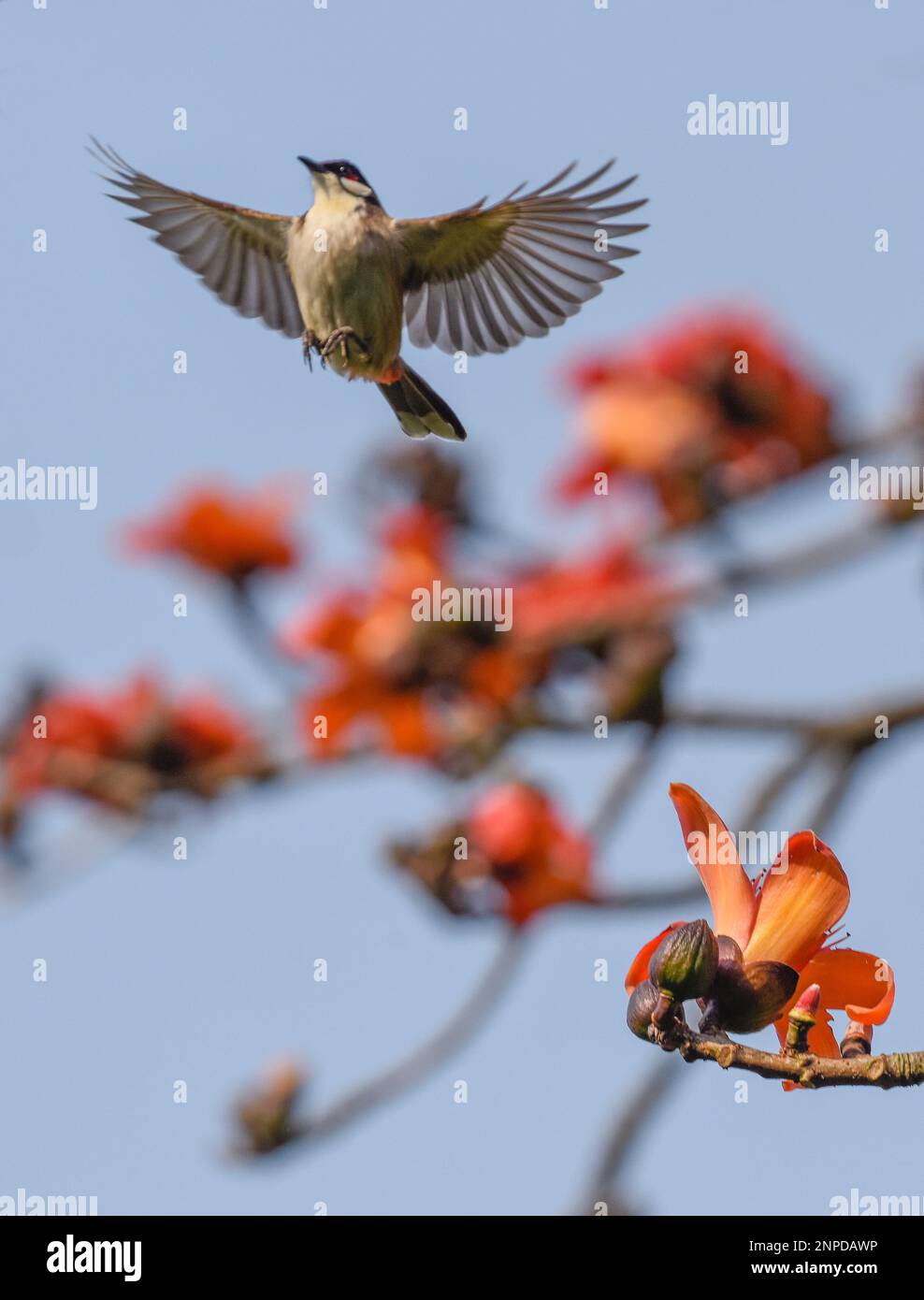A red-whiskered bulbul, also known as crested bulbul, flies around a ...