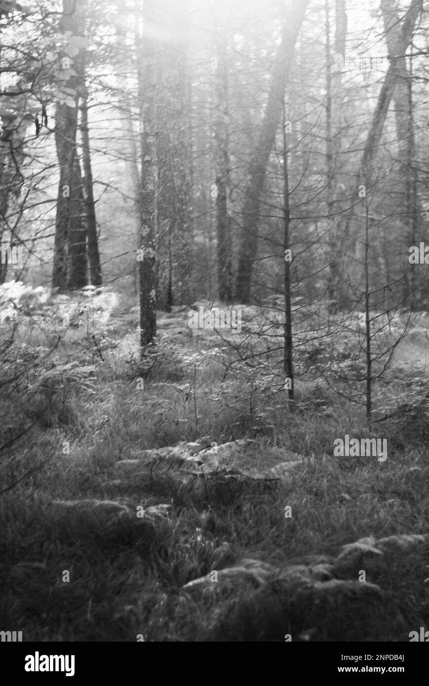 Overgrown wilderness with lots of trees and wild grasses Stock Photo ...