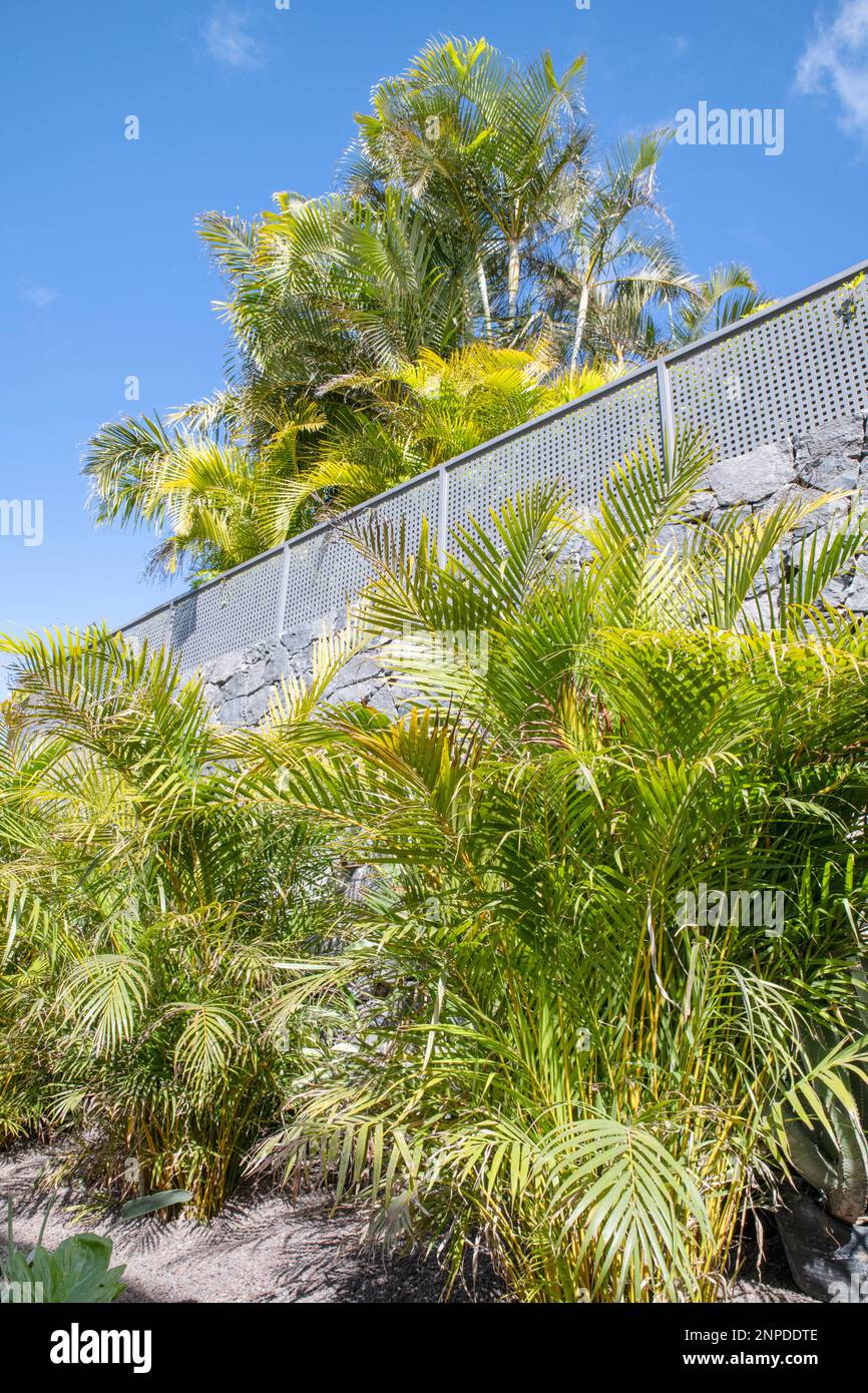 Tropical gardens with luxuriant dypsis lutescens or golden cane palm ...