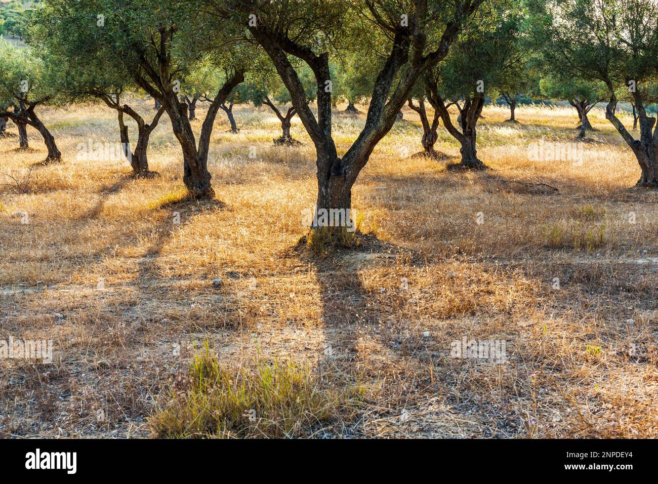 Distinctive shapes hi-res stock photography and images - Alamy