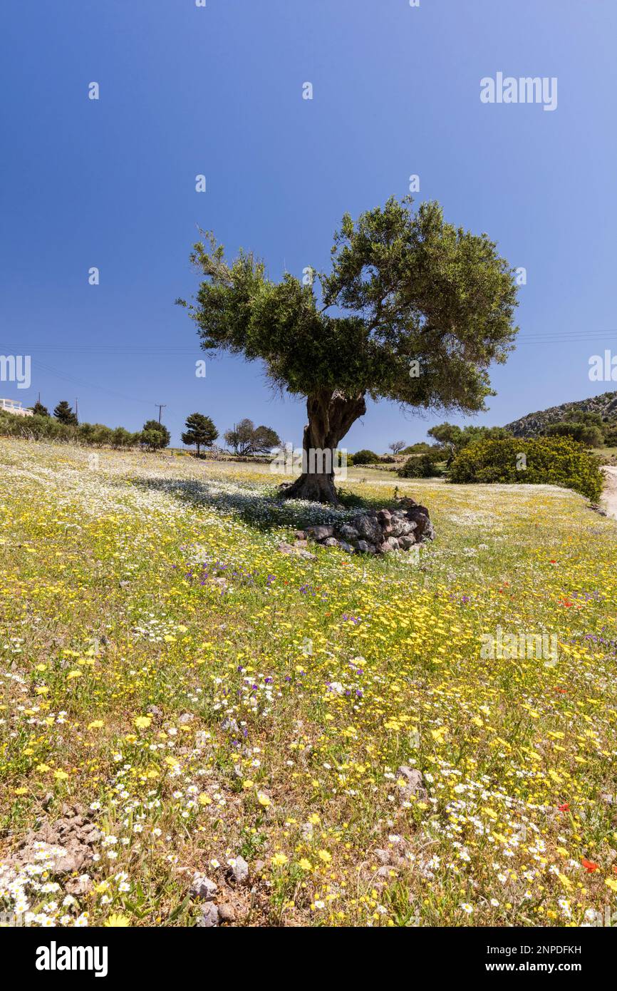 A lone olive tree growing amidst a field of spring flowers on Milos in ...
