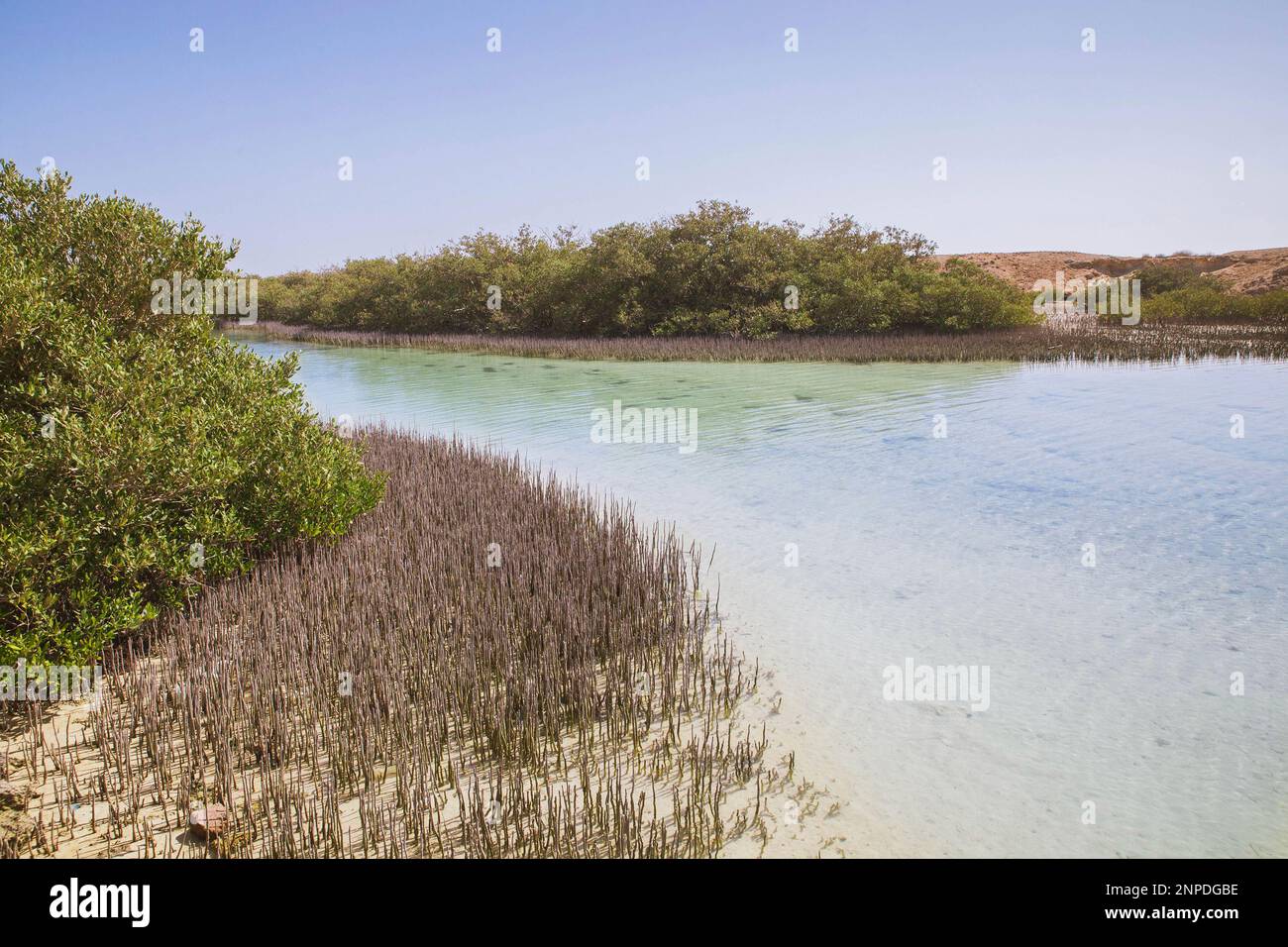 Mangroves trees in Ras Muhammad National Park Egypt Stock Photo - Alamy