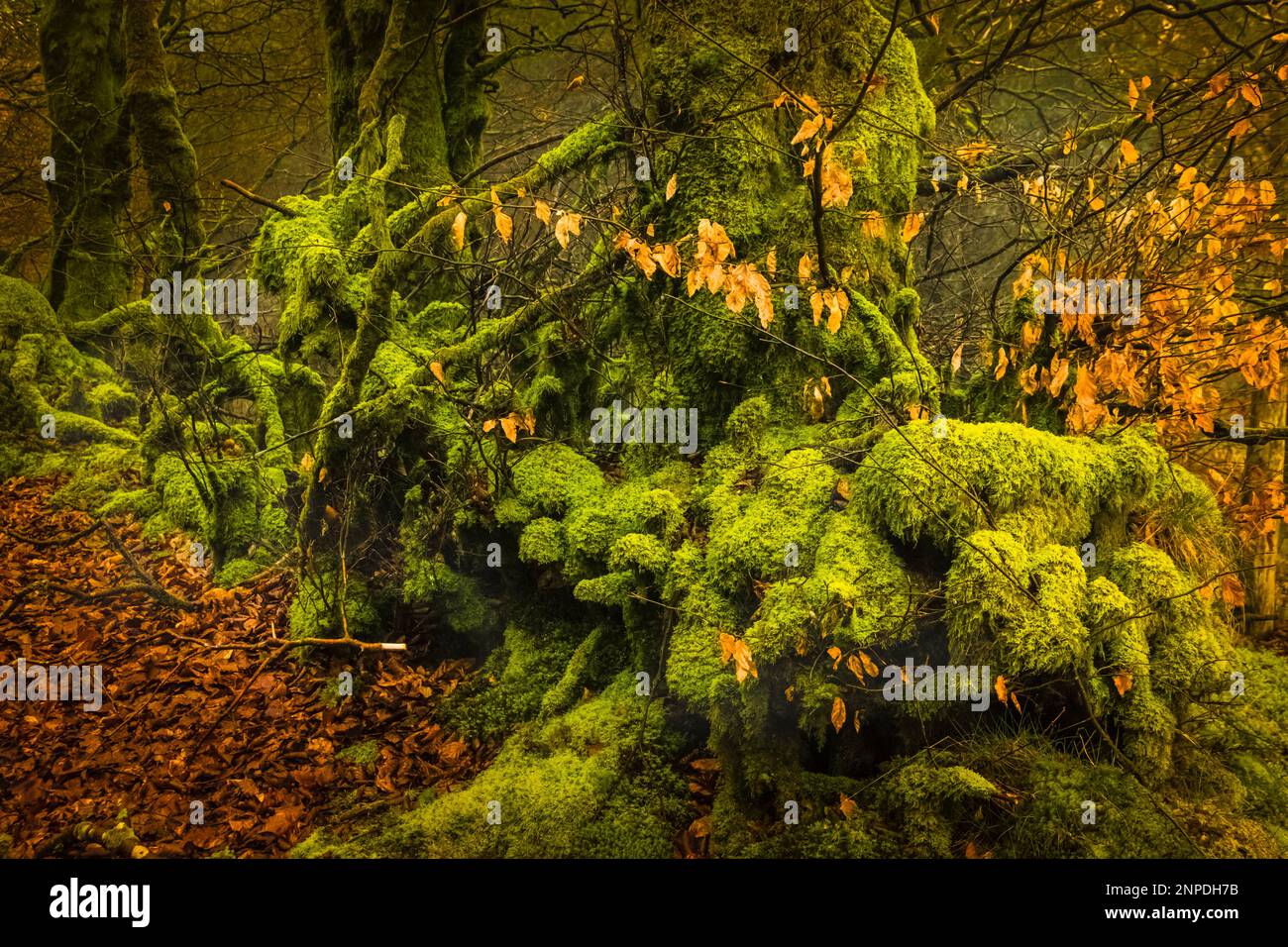 Moss covered beech trees on Exmoor Stock Photo - Alamy