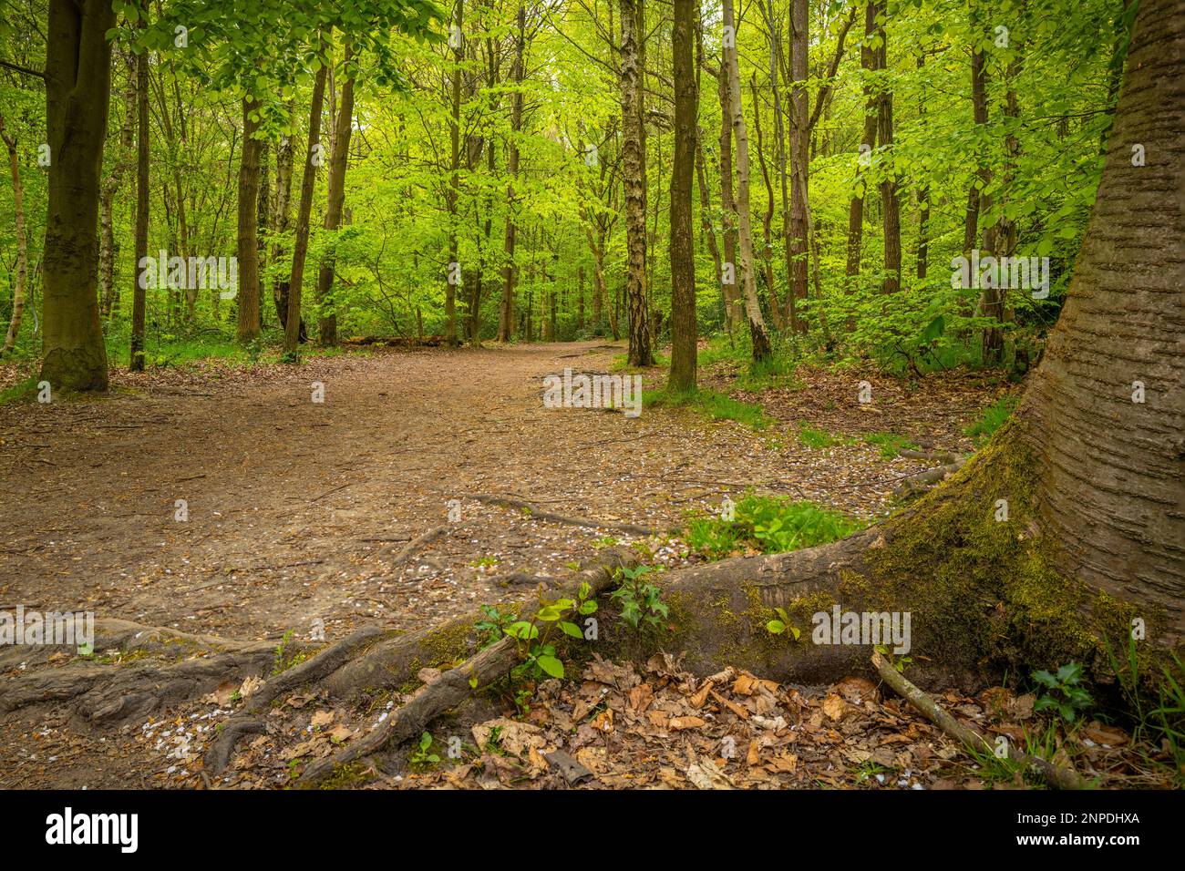 A path through spring woodland Stock Photo - Alamy