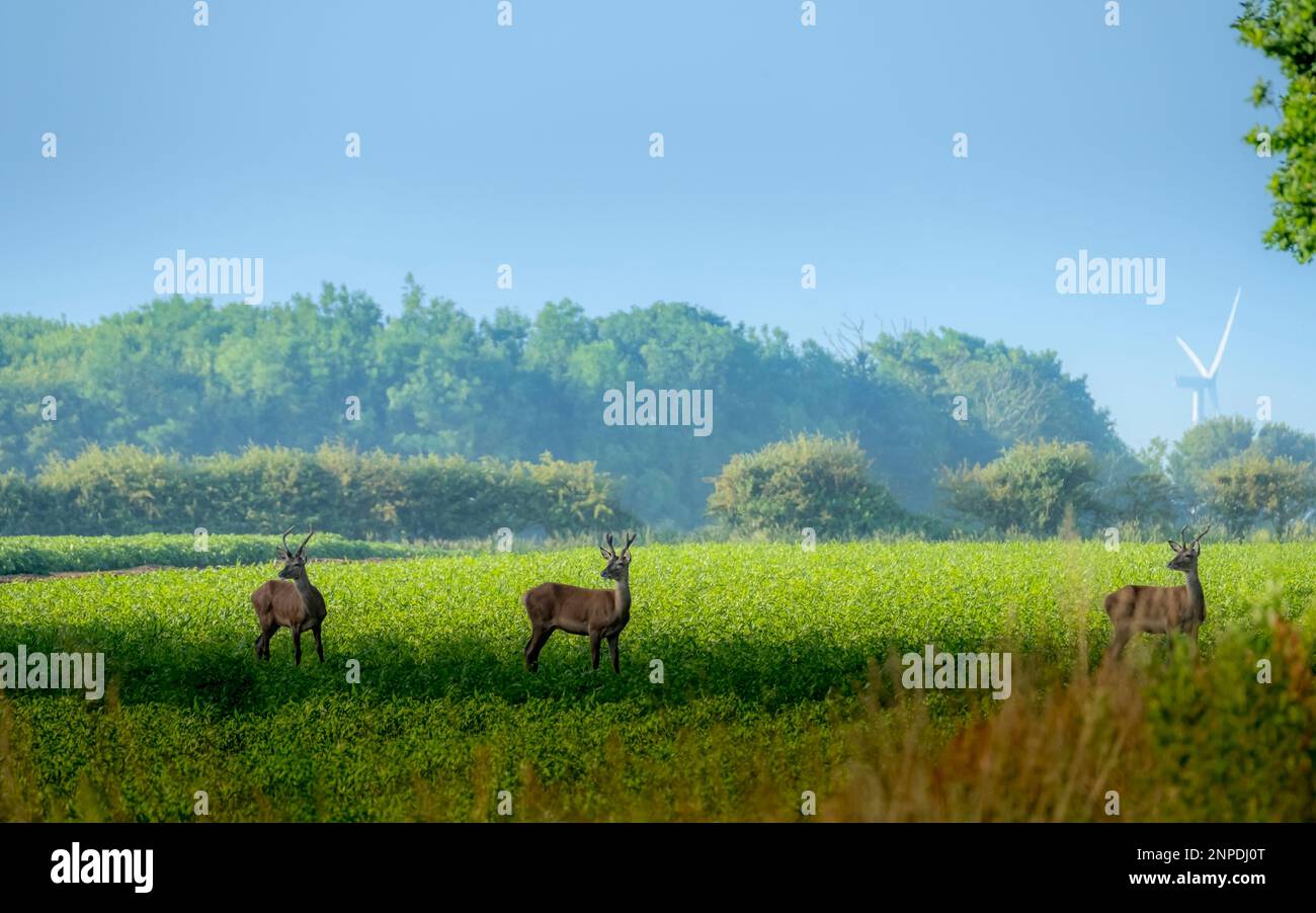 Three deer in a farmer's field Stock Photo - Alamy